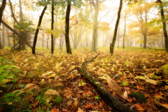 Autumn Photography: Tips to Photographing the Colors of Autumn