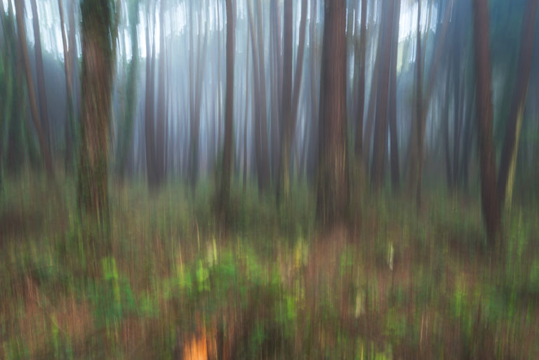 7 Tips for Photographing Woods and Forests - CaptureLandscapes
