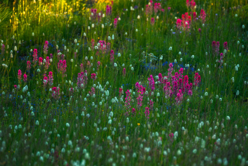 7 Useful Tips for Photographing Summer - CaptureLandscapes