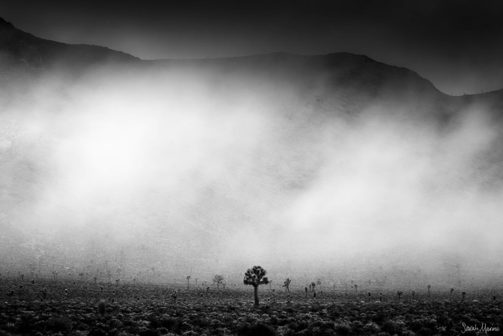 Photographer of the Month: Sarah Marino - CaptureLandscapes