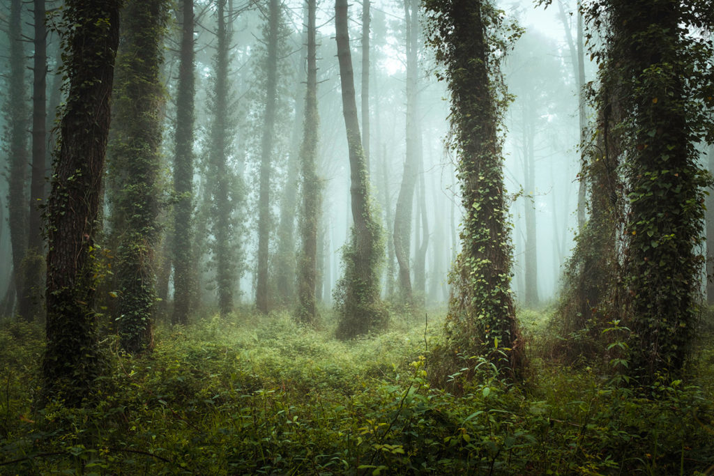 Get Better Images Using Natural Framing in Landscape Photography ...