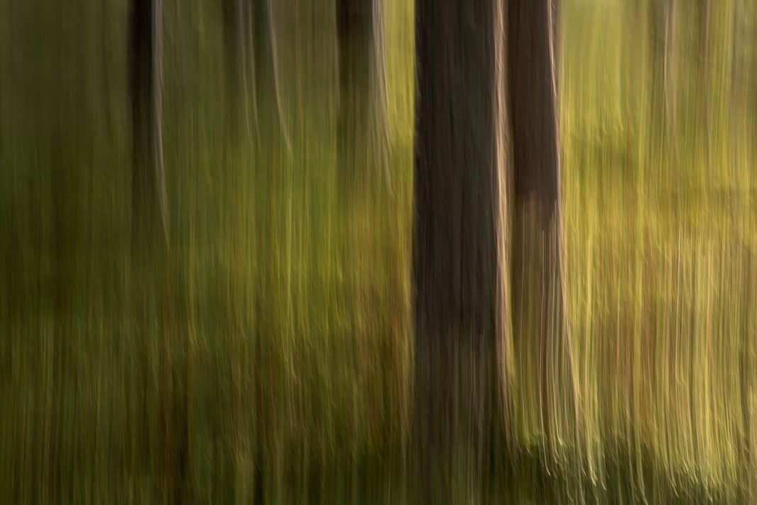 What is ICM Photography? (And How to Master It) - CaptureLandscapes