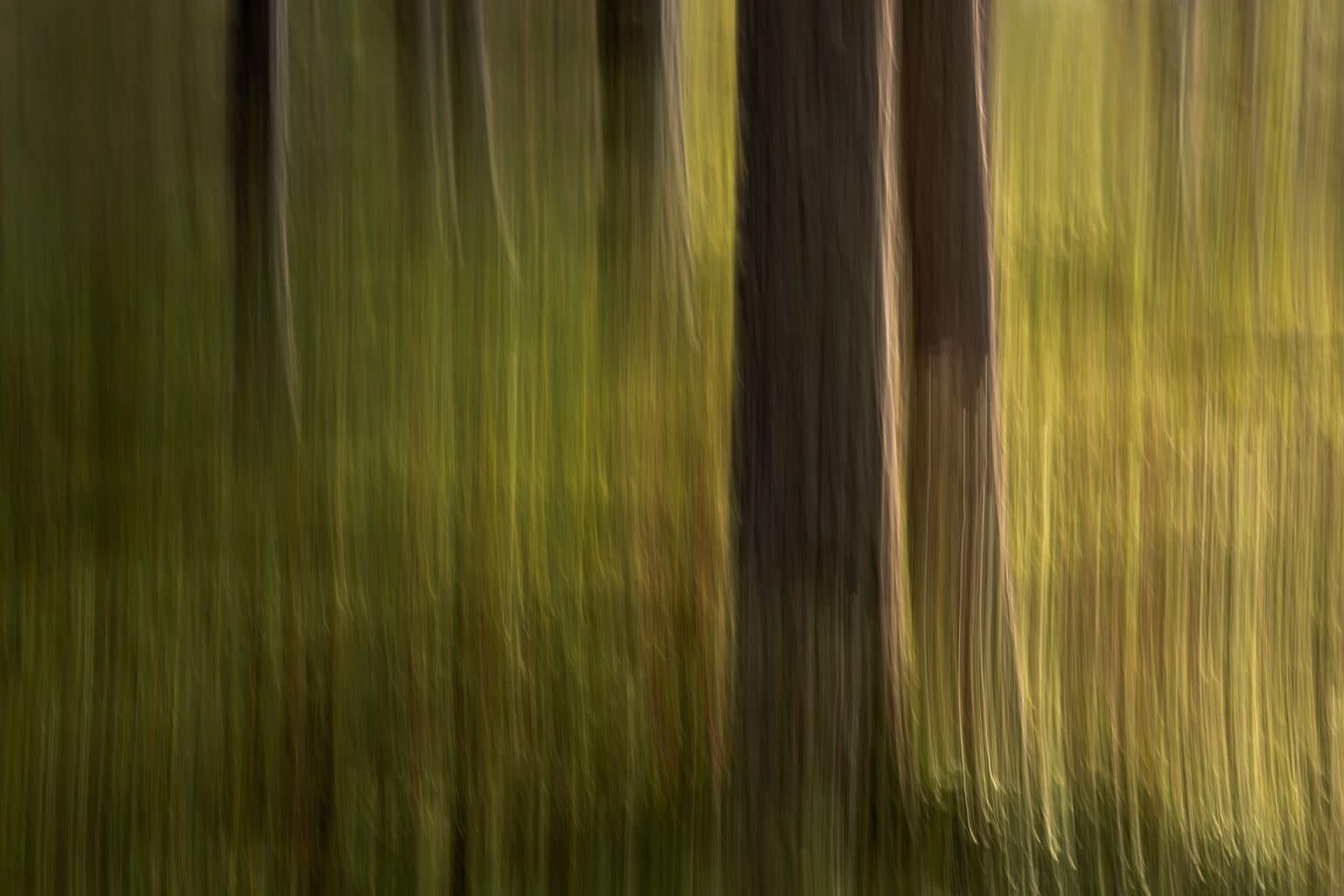 What is ICM Photography? (And How to Master It) - CaptureLandscapes