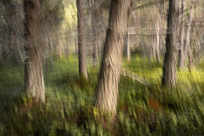 What is ICM Photography? (And How to Master It) - CaptureLandscapes