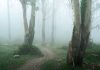 Fog Photography Tips: How to Capture Stunning Misty Landscapes ...